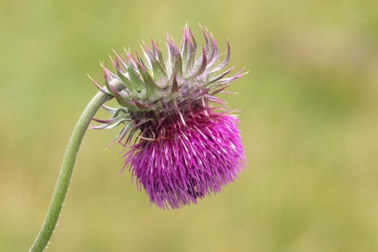 17 Types Of Thistles With Native, Naturalised And Even Edible Options ...
