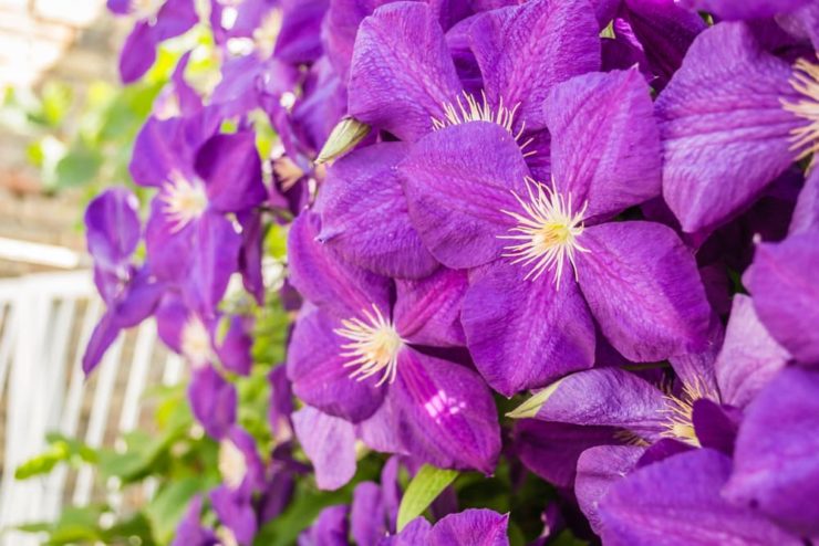 Choosing 15 Clematis Varieties For Shade With The International ...