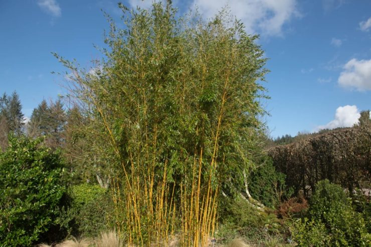 These Are The 10 Fastest Growing Trees According To The Urban Forest ...