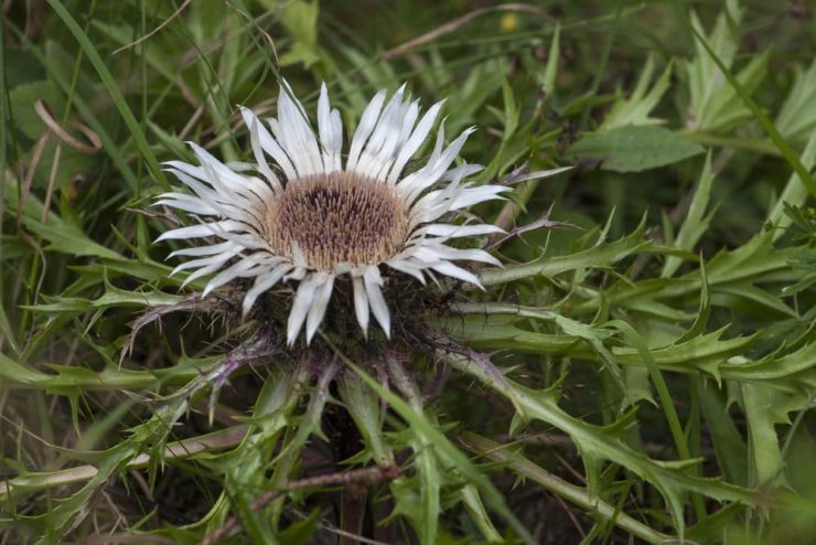 17 Types Of Thistles With Native, Naturalised And Even Edible Options ...