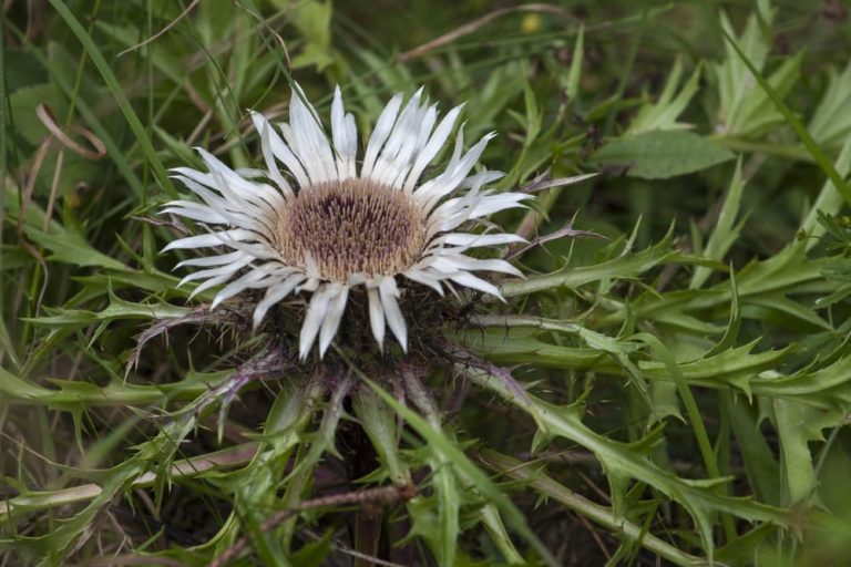 17 Types Of Thistles To Grow (+ Images) | Horticulture.co.uk