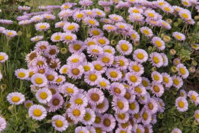42 Plants And Flowers That Spread Easily | Horticulture.co.uk