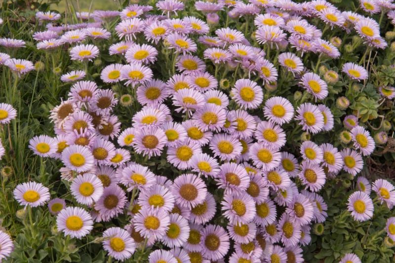 42 Plants That Spread Easily Including Prolific Clump Forming Options ...