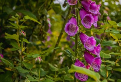 42 Plants And Flowers That Spread Easily | Horticulture.co.uk