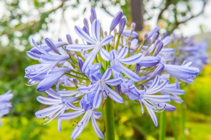 16 Stunning Agapanthus Varieties With Advice From Patrick Fairweather ...