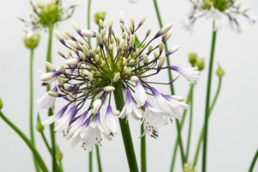 16 Stunning Agapanthus Varieties With Advice From Patrick Fairweather ...
