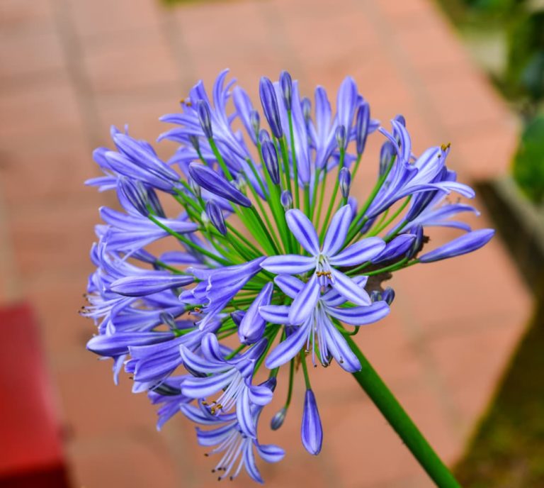 16 Stunning Agapanthus Varieties With Advice From Patrick Fairweather ...