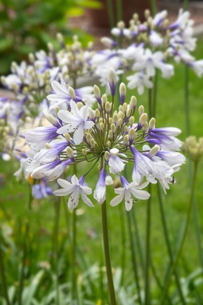 16 Stunning Agapanthus Varieties With Advice From Patrick Fairweather ...