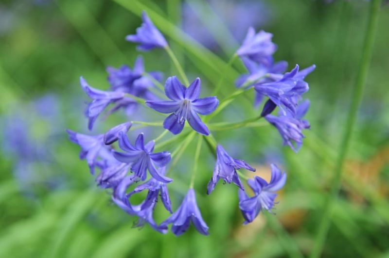 16 Agapanthus Varieties To Grow (+ Images) | Horticulture.co.uk