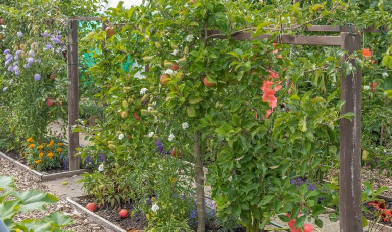 Growing Fruit Trees In Smaller Spaces? Use A Cordon System To Increase ...