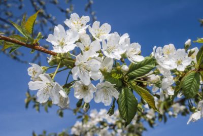 These 20 Native British Flowers Are The Favourites Of Horticulturists ...