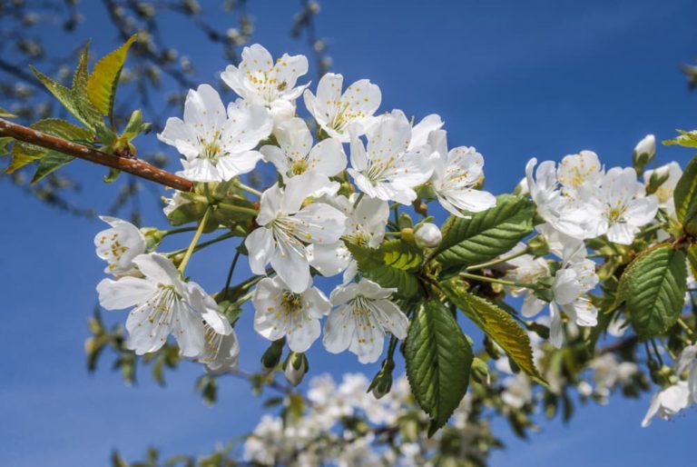 These 20 Native British Flowers Are The Favourites Of Horticulturists ...