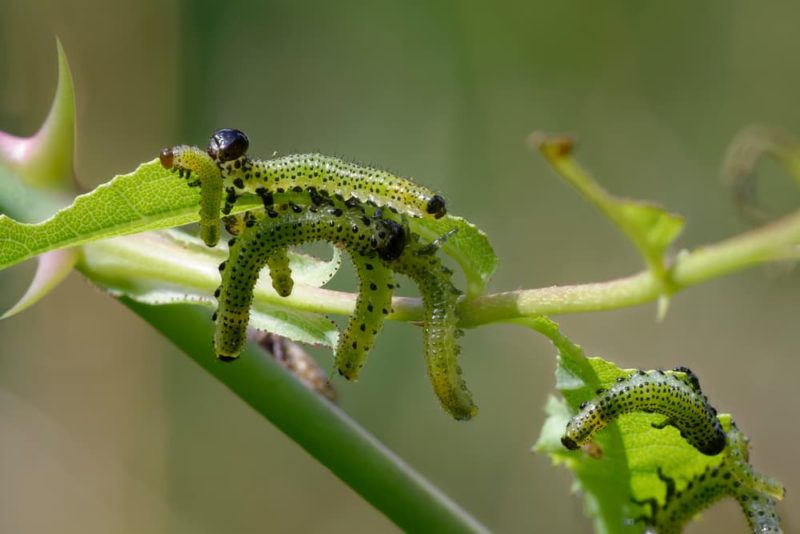 Caterpillars On Your Roses? How To Deal With Rose Sawfly