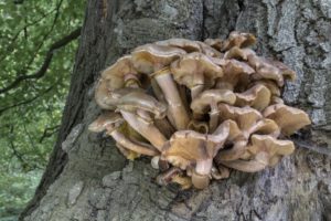 This Is How To Identify And Fix 7 Common Apple Tree Problems & Diseases ...