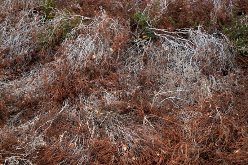 Woody Or Leggy Heather? Expert Nursery Growers Share 5 Rejuvenation ...