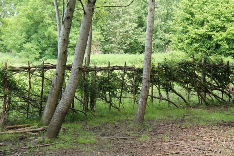 14 Reliable Hedging Plants That Are Popular Throughout The Country ...