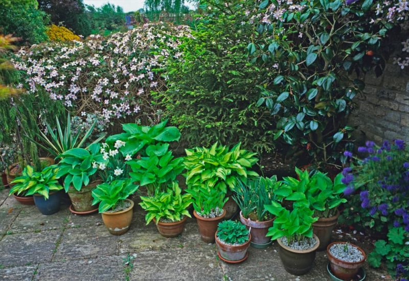 Grow These 8 Container Plants In Shaded Areas For Extra Colour And ...