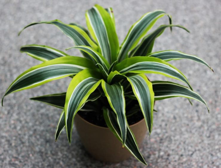 Rounding Up 15 Of The Best Dracaena ‘Dragon Plants’ With Chris Lee ...