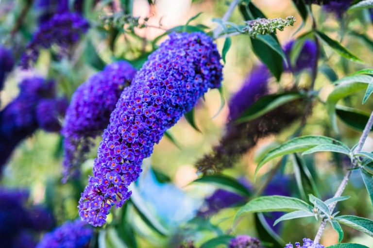 14 Wondrous Flowering Shrubs For Shade | Horticulture.co.uk