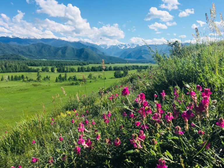 How To Create An Alpine Garden In 8 Steps With Jenny Shukman (Picts ...