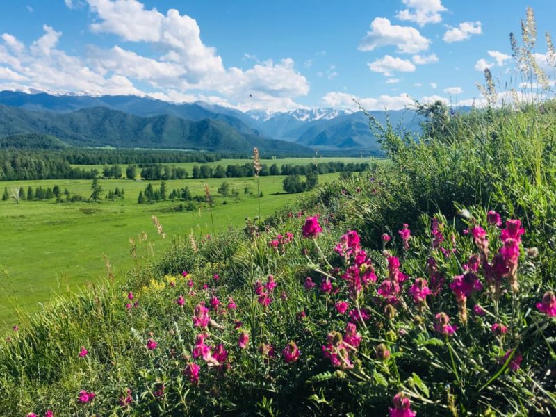 How To Create An Alpine Garden In 8 Steps With Jenny Shukman (Picts ...