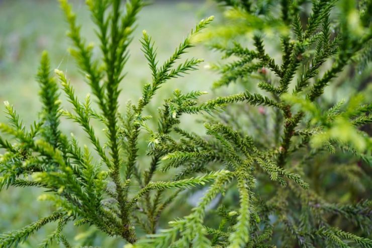 Gardener Chris Lee Shares 25 Indoor Trees To Brighten Your Living ...