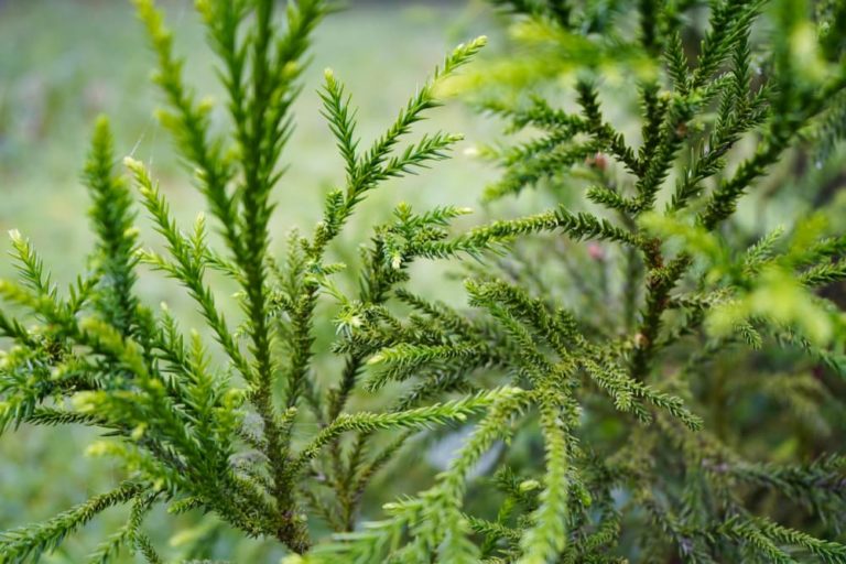 Gardener Chris Lee Shares 25 Indoor Trees To Brighten Your Living ...