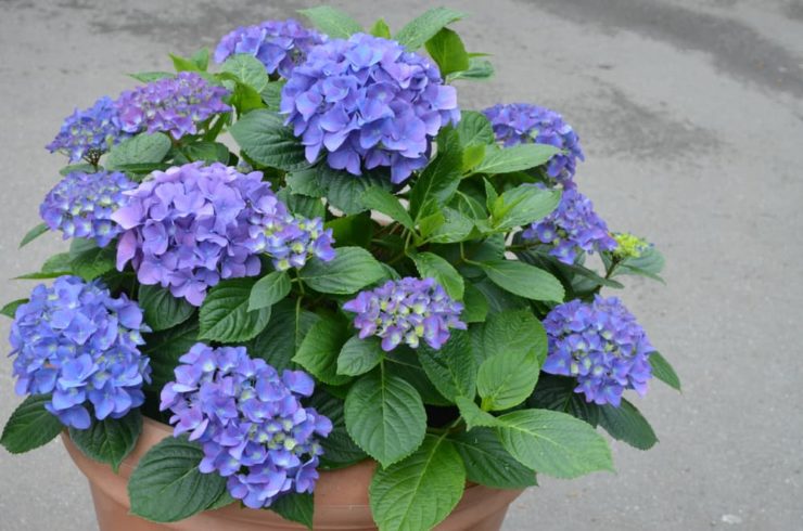 You Can Keep Your Hydrangea Blue With An Acidifying Routine, But Is It ...