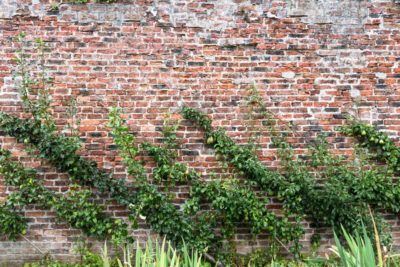 Growing Fruit Trees In Smaller Spaces? Use A Cordon System To Increase ...