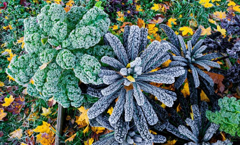 Master Horticulturist Advises These 16 Plants For Winter Window Boxes ...