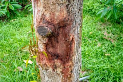 This Is How To Identify And Fix 7 Common Apple Tree Problems & Diseases ...