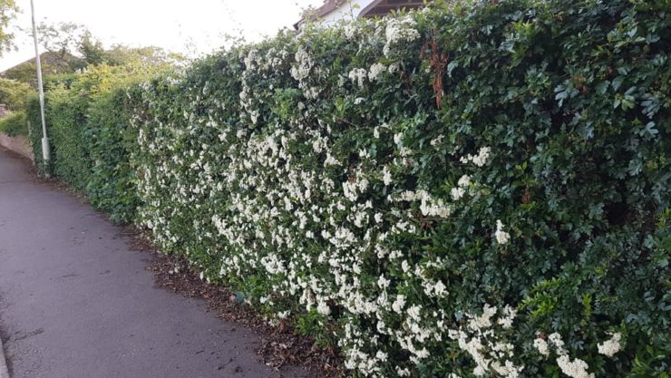 14 Reliable Hedging Plants That Are Popular Throughout The Country ...