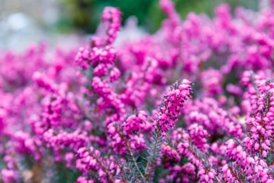 20 Early-Spring Flowering Plants | Horticulture.co.uk