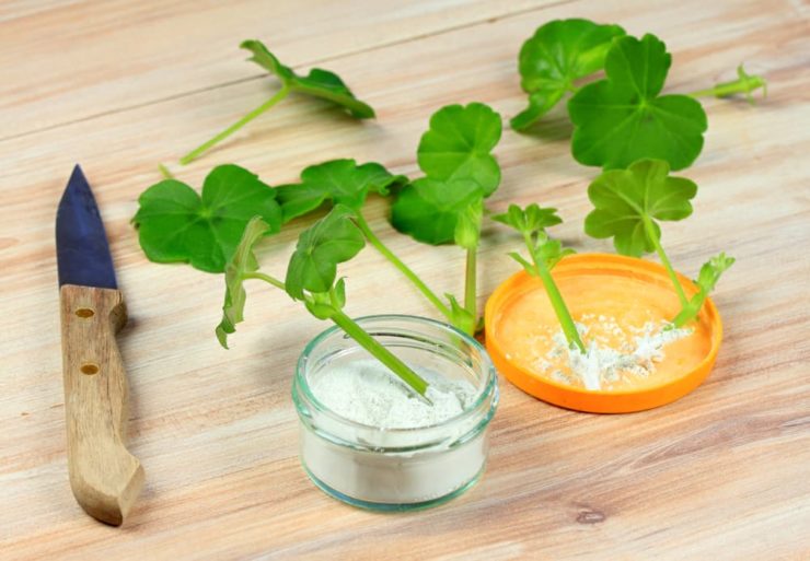 Here's How To Take Geranium Cuttings - Buy Just Once And Propagate New ...