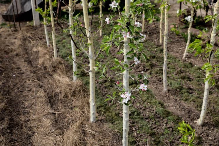 Growing Fruit Trees In Smaller Spaces? Use A Cordon System To Increase ...