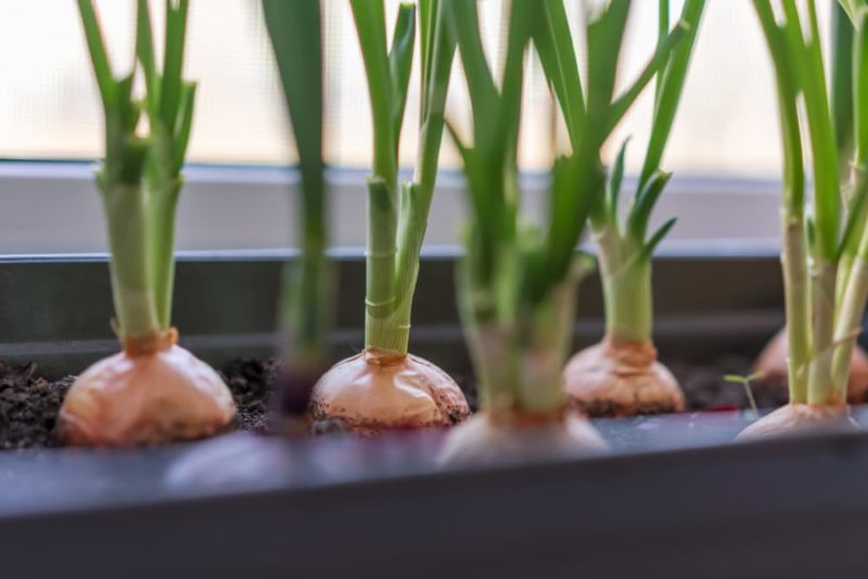 Master Horticulturist Advises These 16 Plants For Winter Window Boxes ...