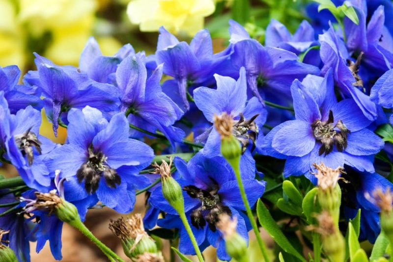 Beware Delphiniums Sensitive Root Systems Before Growing In Pots Says ...