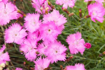 20 Native British Flowers That Are Popular To Grow | Horticulture