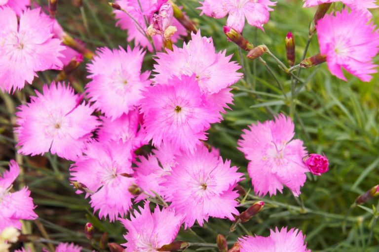 20 Native British Flowers That Are Popular To Grow | Horticulture