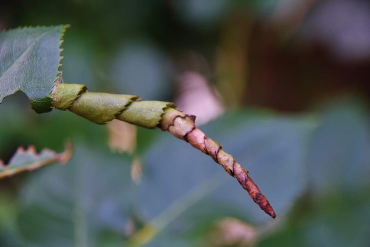 Caterpillars On Your Roses? How To Deal With Rose Sawfly