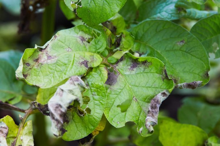 Struggling With Potato Blight? Reduce The Chances Of It Taking Hold ...
