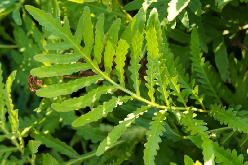 The Fascinating Fern Types Grown By Expert Nurseries And Garden ...