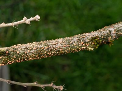 This Is How To Identify And Fix 7 Common Apple Tree Problems & Diseases ...