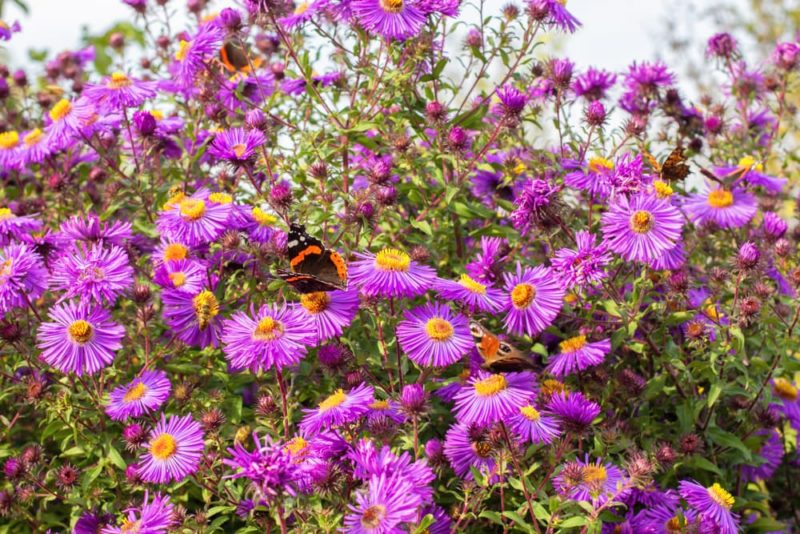 8 Autumn-Flowering Perennials For Late Interest Recommended By Garden ...