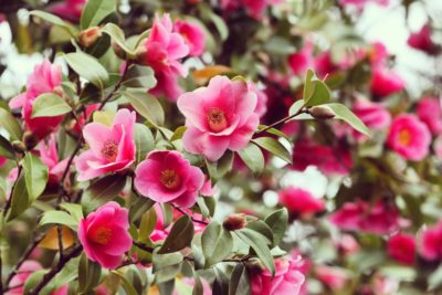 20 Early-Spring Flowering Plants | Horticulture.co.uk