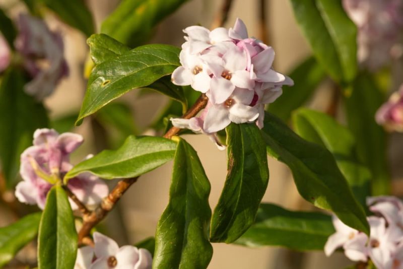 14 Wondrous Flowering Shrubs For Shade | Horticulture.co.uk
