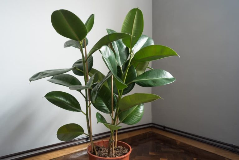 Gardener Chris Lee Shares 25 Indoor Trees To Brighten Your Living ...