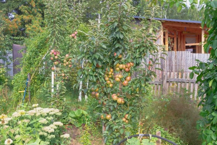 Growing Fruit Trees In Smaller Spaces? Use A Cordon System To Increase ...