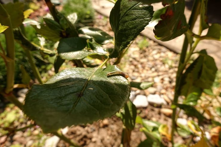 Caterpillars On Your Roses? How To Deal With Rose Sawfly