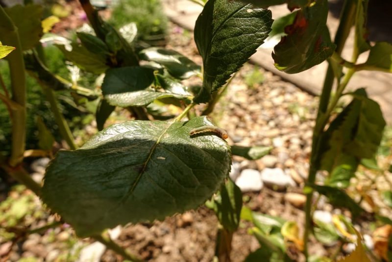 Caterpillars On Your Roses? How To Deal With Rose Sawfly
